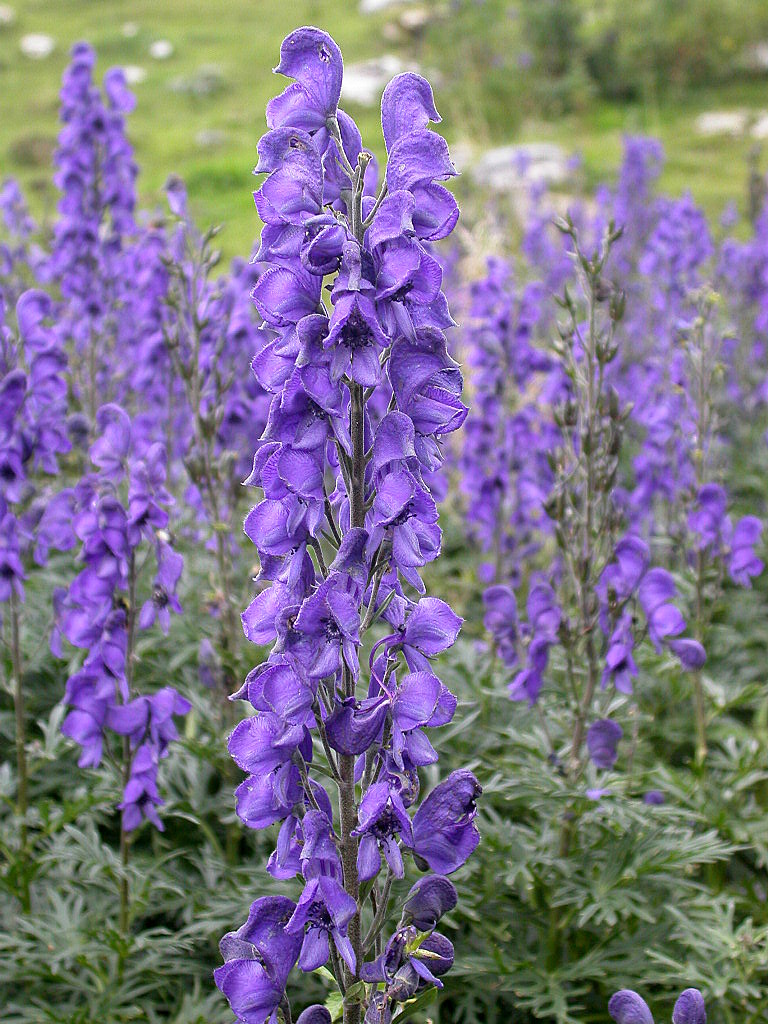 Aconitum napellus | Monkshood - PlantShare LLC - PlantShare