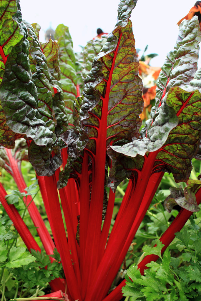 Beta vulgaris | Chard - PlantShare