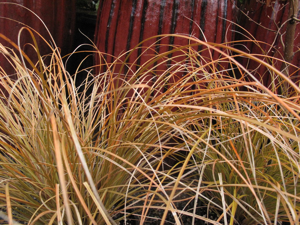 Carex testacea | New Zealand Hairy Sedge - PlantShare LLC - PlantShare