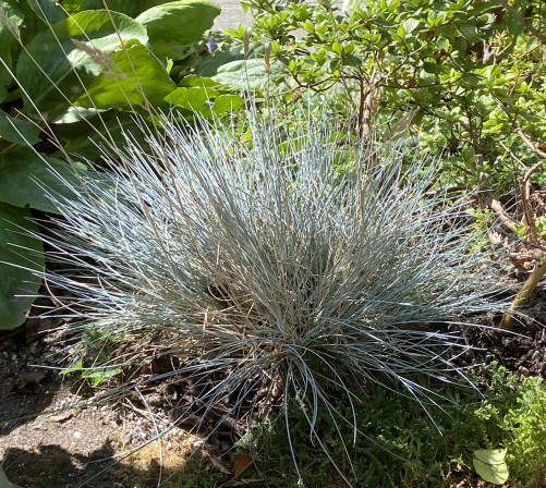 Festuca glauca | Blue Fescue - PlantShare