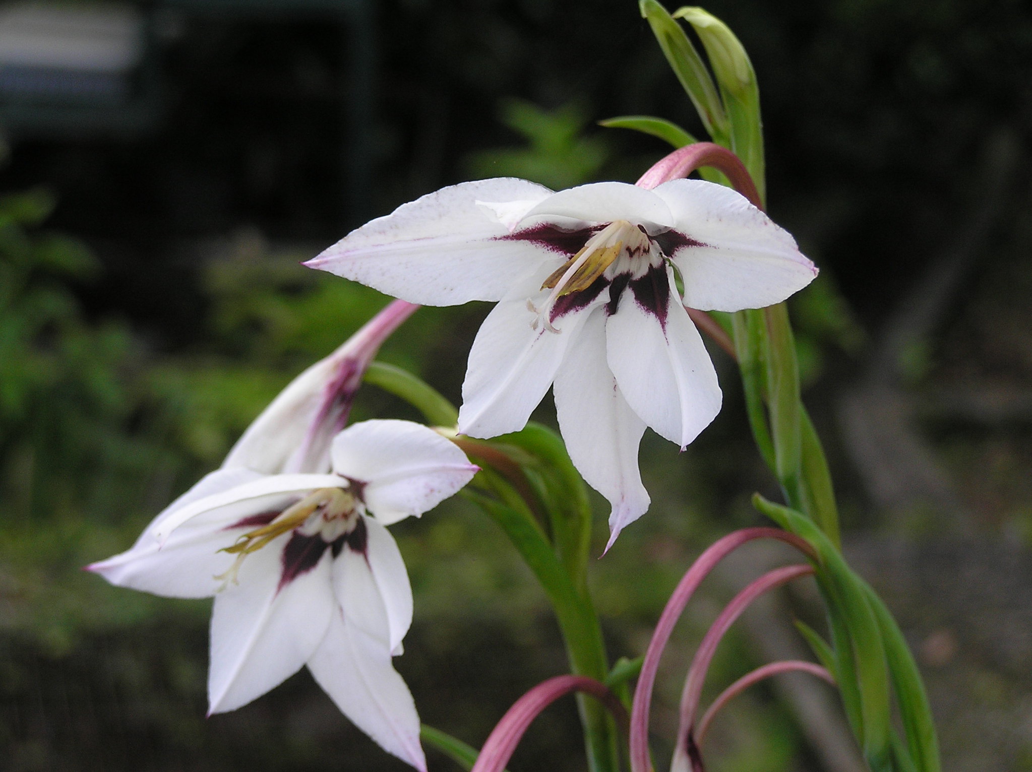 Gladiolus callianthus | Abyssinian Sword Lily - PlantShare LLC - PlantShare