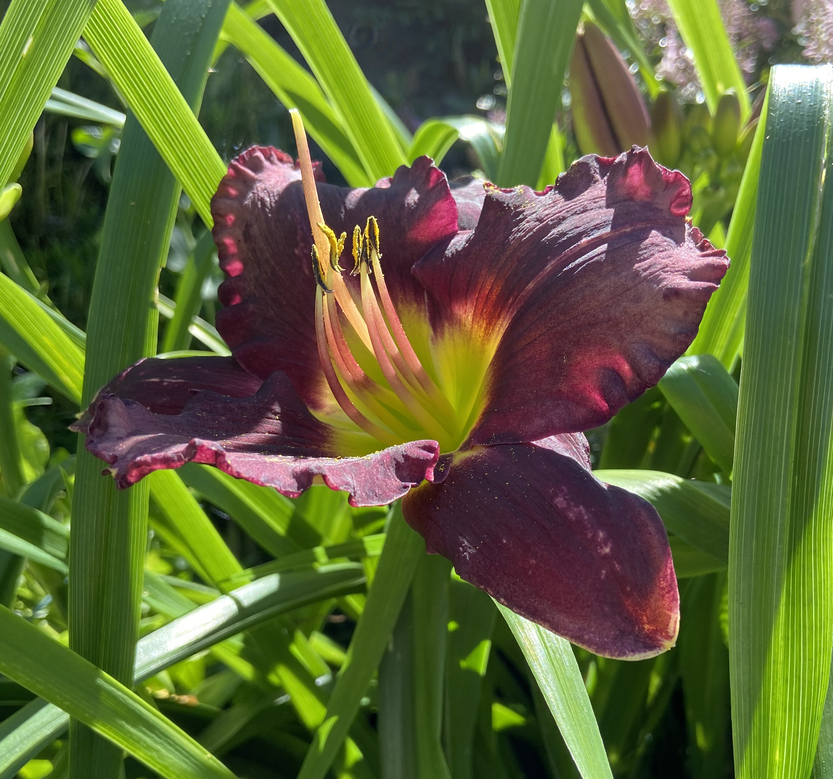 Hemerocallis fulva | Fulvous Daylily - PlantShare