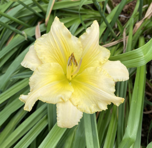 Hemerocallis fulva | Ditch Lily | Yellow Hemerocallis - PlantShare