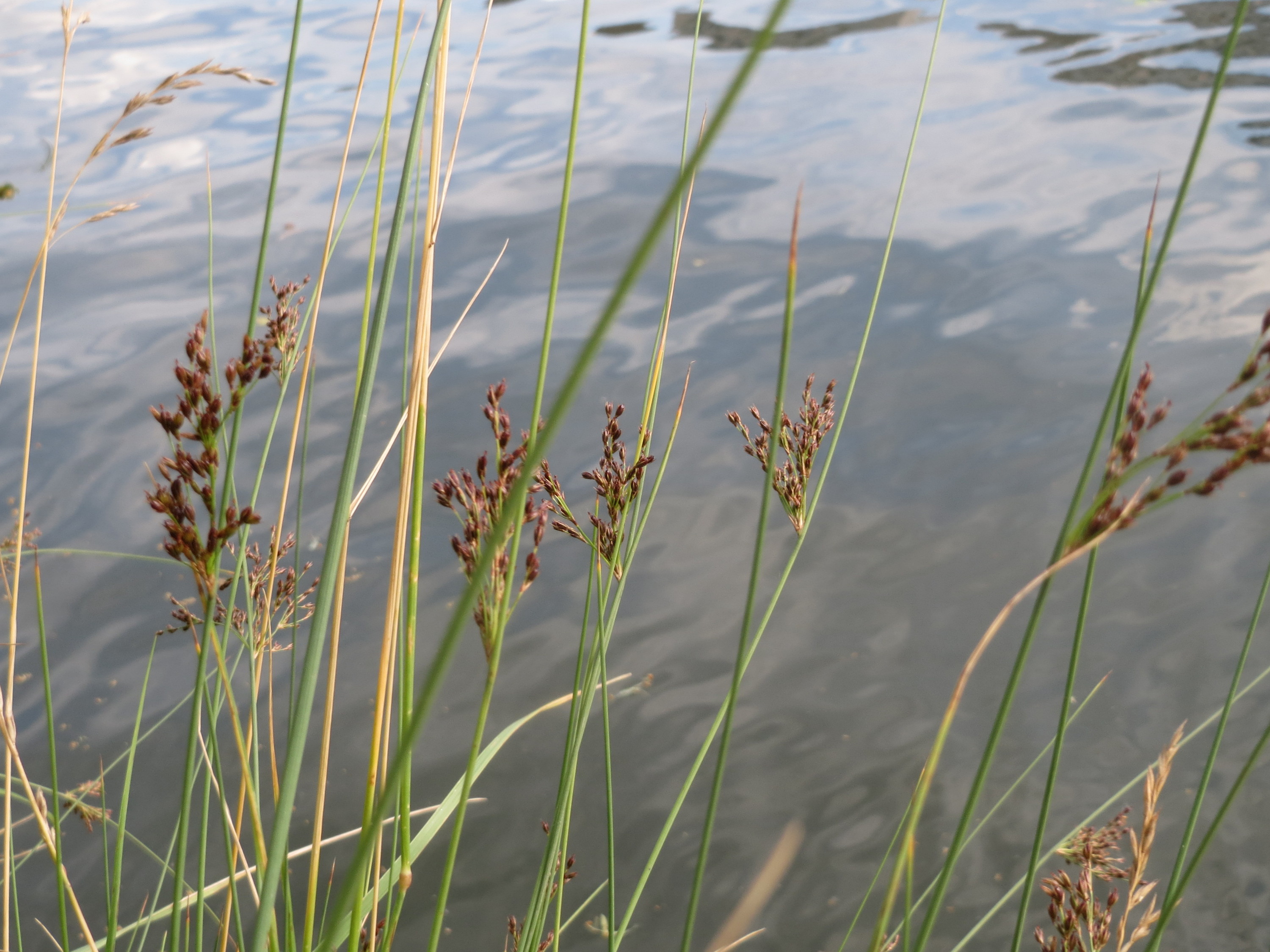 Juncus inflexus | Blue Rush - PlantShare LLC - PlantShare