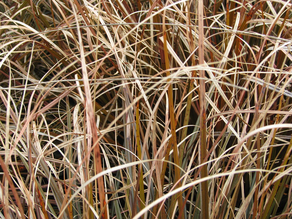 Uncinia rubra | Hook Sedge - PlantShare LLC - PlantShare