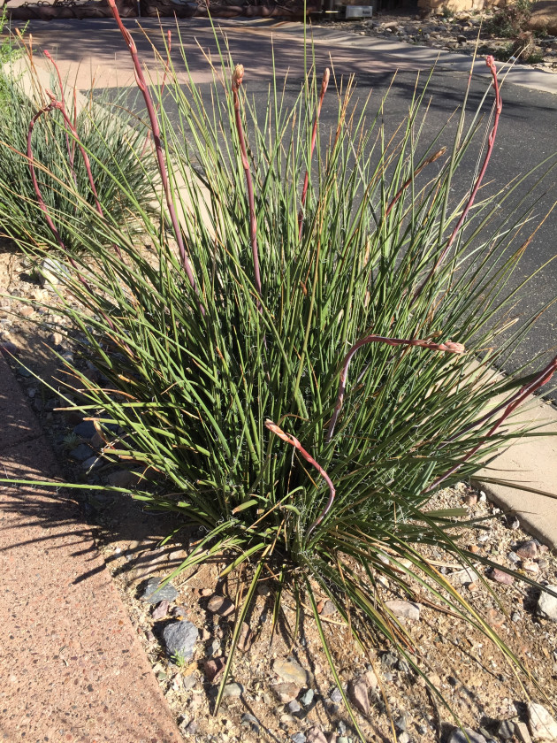 Hesperaloe parviflora | Coral Yucca - PlantShare LLC - PlantShare