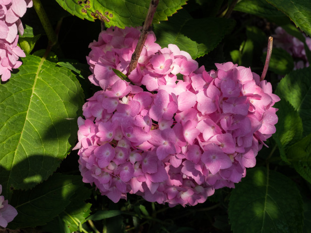 Hydrangea macrophylla | Snowball Plant - PlantShare LLC - PlantShare