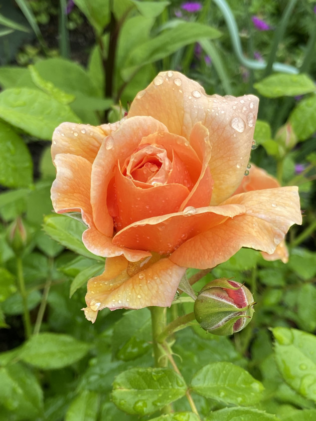 Rosa sp. | Rose | Orange Tea Rose - PlantShare LLC - PlantShare