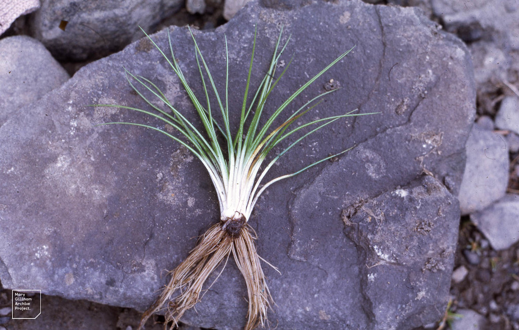 Isoetes lacustris | Lake Quillwort - PlantShare LLC - PlantShare