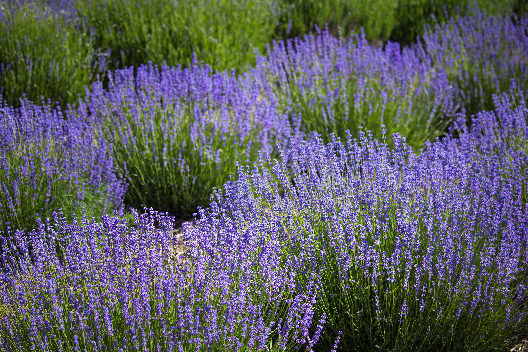 Lavandula angustifolia | Lavender - PlantShare LLC - PlantShare