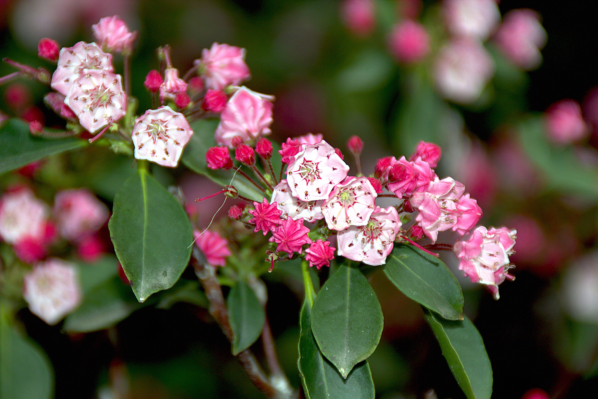 Kalmia latifolia | Mountain Laurel - PlantShare LLC - PlantShare