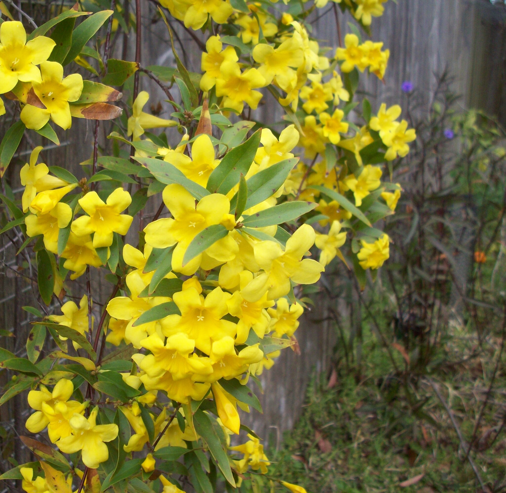 Gelsemium sempervirens | Carolina Jessamine - PlantShare LLC - PlantShare