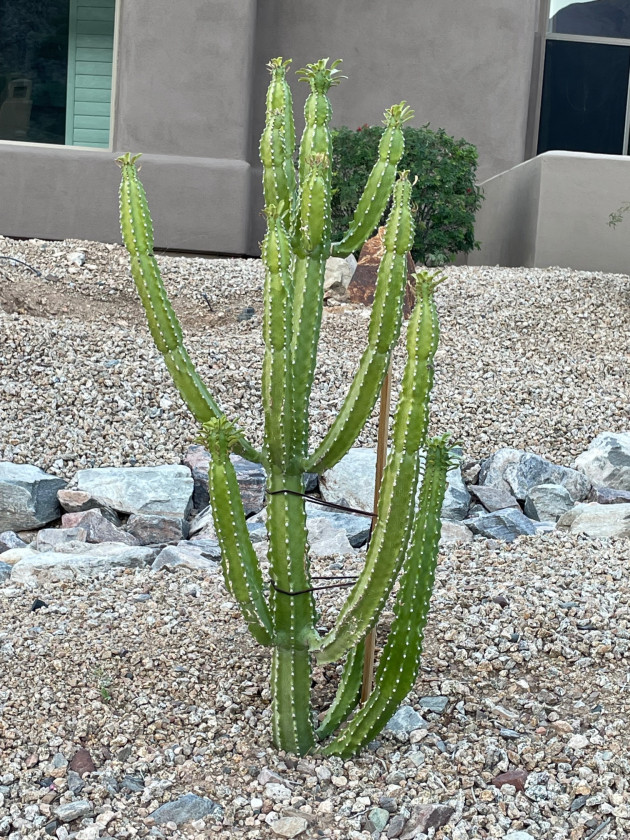 Euphorbia royleana | Churee - PlantShare LLC - PlantShare