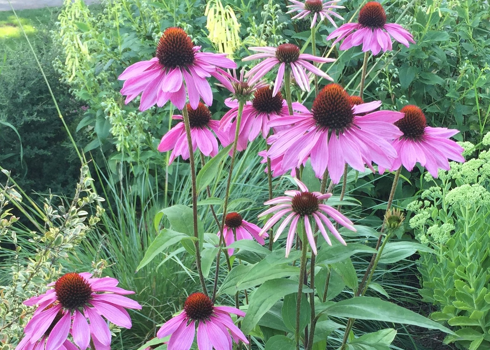 Echinacea purpurea | Cone Flower - PlantShare LLC - PlantShare