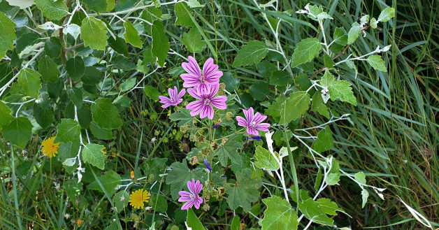 Malva sylvestris | Tree Mallow - PlantShare LLC - PlantShare