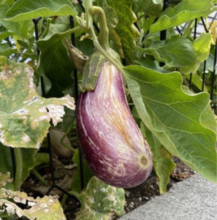 Eggplant Caviar: A Flavorful Plant-Based Spread - PlantShare
